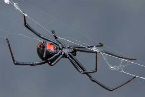 Spider Control: Comprehensive Guide - Oxnard & Ventura CA